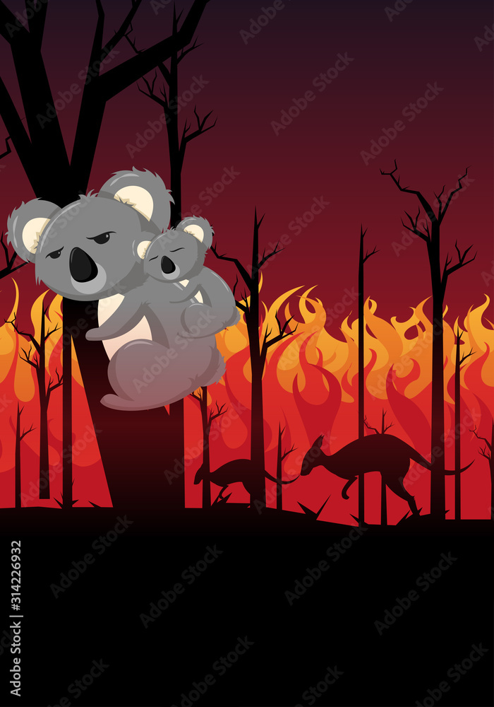Pray for Australia.scared koala with a baby koala trying to escape from ...