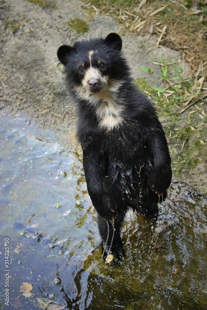 Spectacled Bear Location