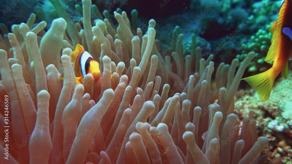 Nemo clown fish in the anemone on the colorful healthy coral reef ...