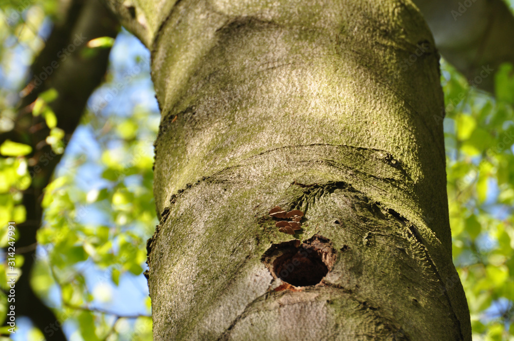 Zimmermannsarbeit, ein Baumstamm mit Astloch Stock Photo | Adobe Stock
