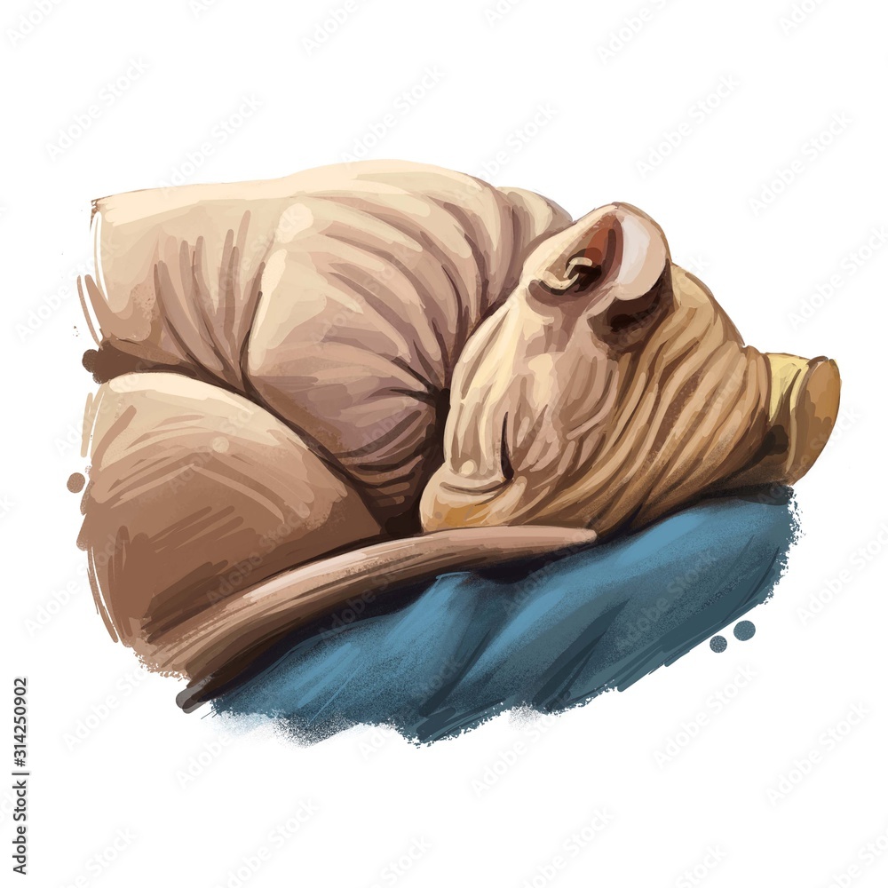 Dwelf cat isolated on white. Digital art illustration of hand drawn ...