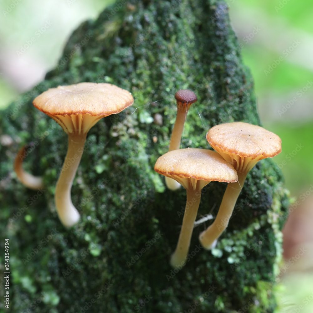 Lichenomphalia umbellifera, a lichenized fungus called the Heath Navel ...