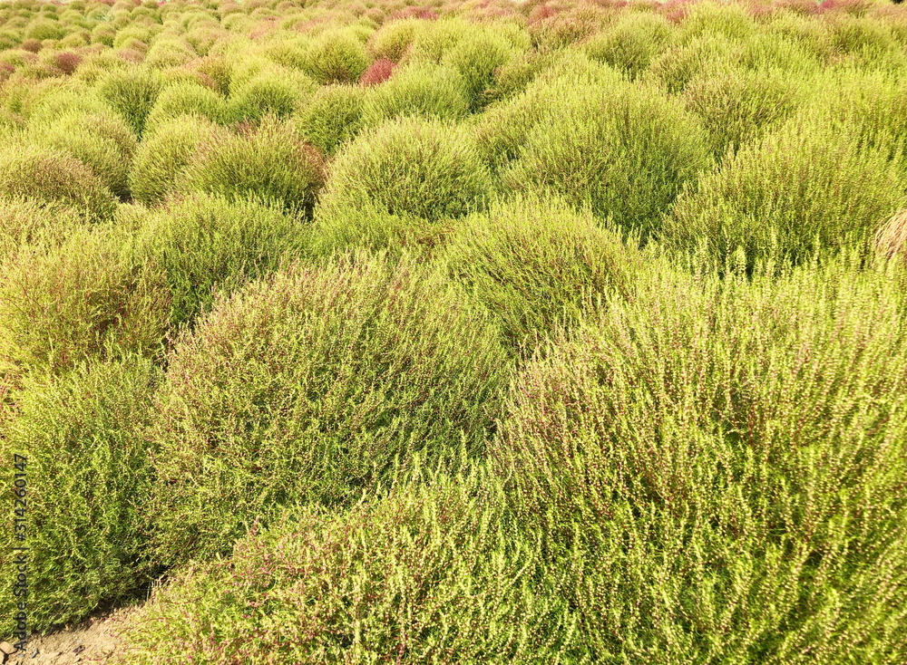 Bassia scoparia tree in Hitachi Seaside park. Ibaraki, Japan. Stock ...