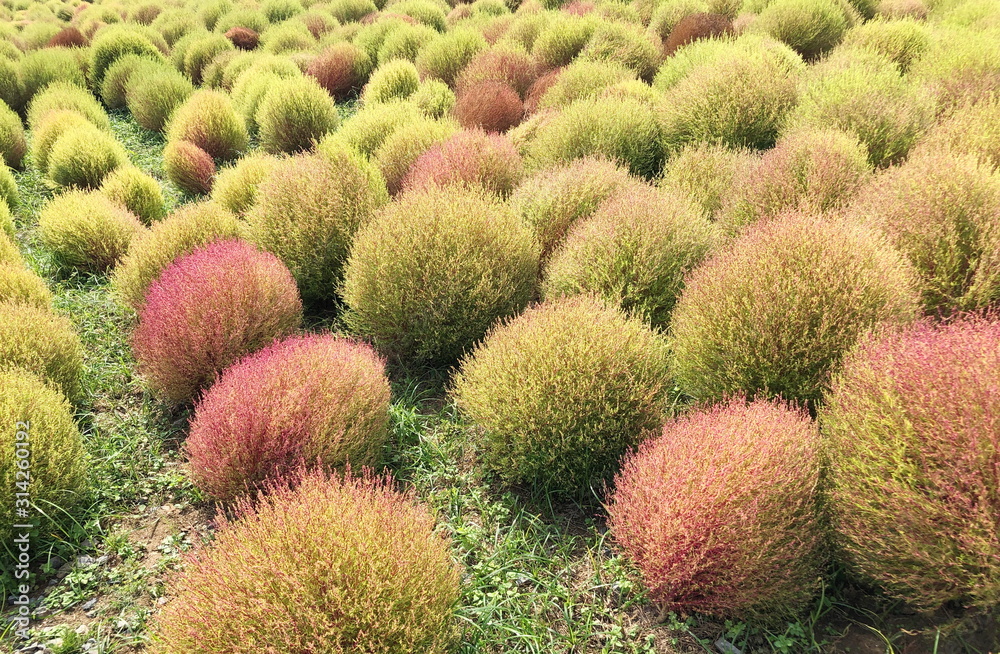 Bassia scoparia tree in Hitachi Seaside park. Ibaraki, Japan. Stock ...