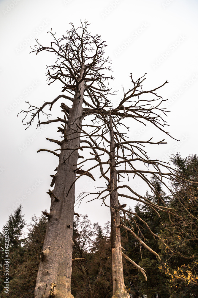 Giant cedar in the Cedre Gouraud Forest, a woodland area in the Middle ...