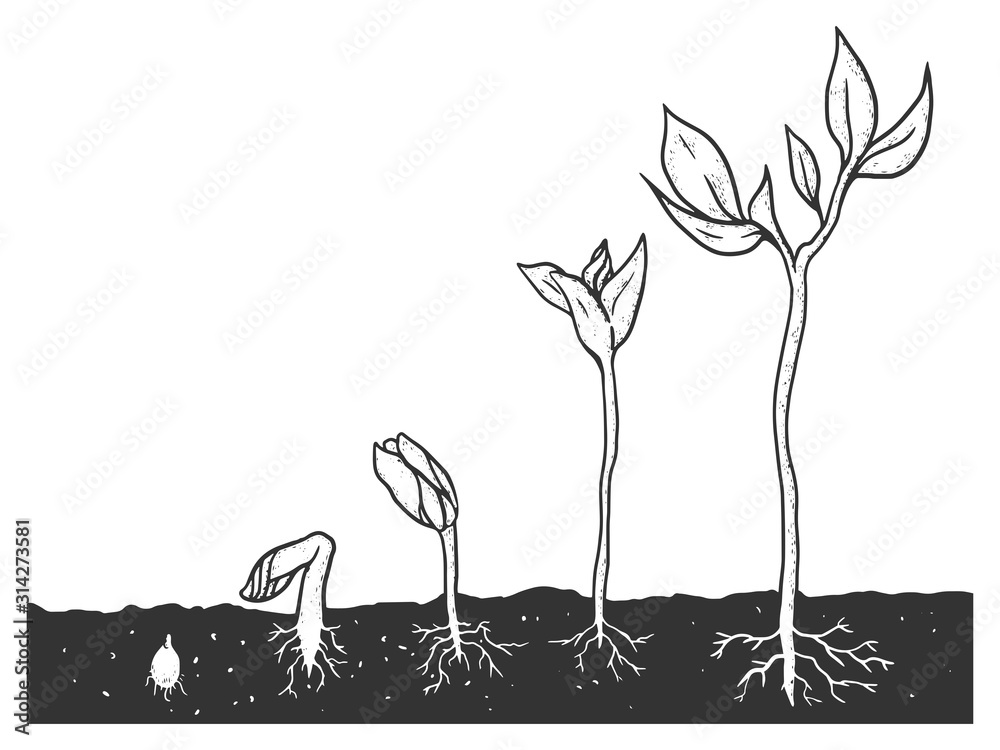 Plant growth stages set sketch engraving vector illustration. T-shirt ...