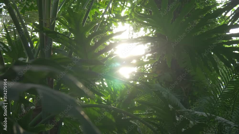 Dolly Jungle Plants Backlit With Sunbeam, Palm Tree, Tropical ...