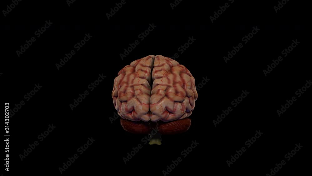 Vidéo Stock Realistic 3d brain model. The brain rotates on a black ...