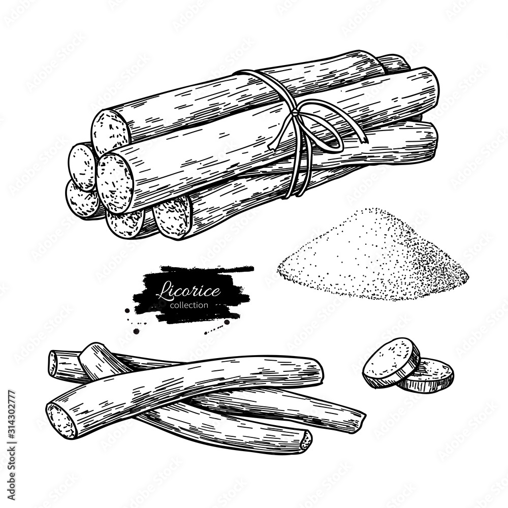 Licorice root bunch. Vector drawing. Botanical illustration. Stock ...