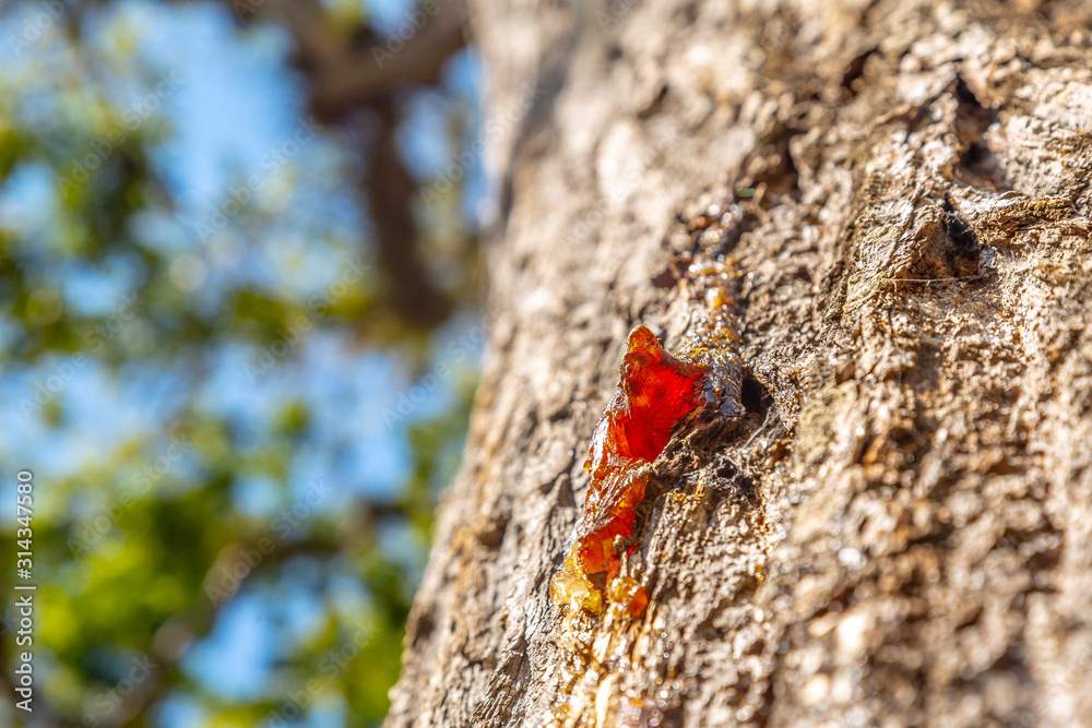 Red resin in a winged tree of Copan Ruinas temples. Honduras Stock ...