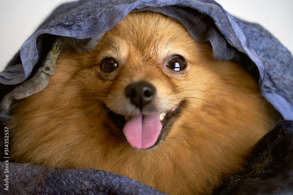 Beautiful photo of German Spitz ginger color with eyes button with ...