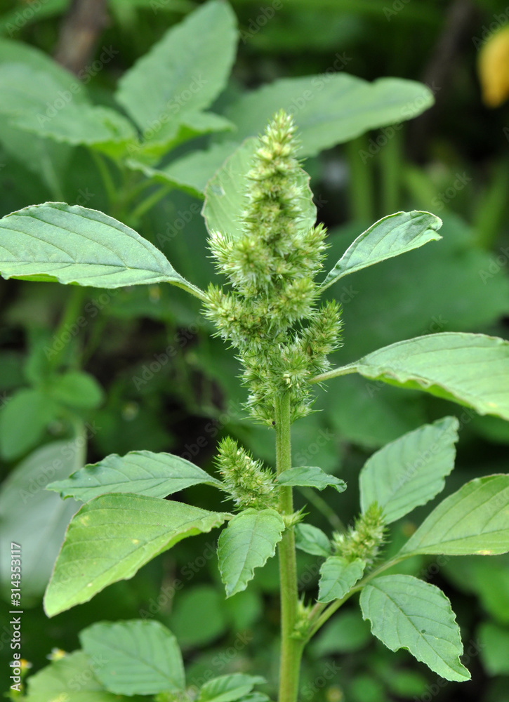 In nature, weeds growing Amaranthus retroflexus Stock Photo | Adobe Stock
