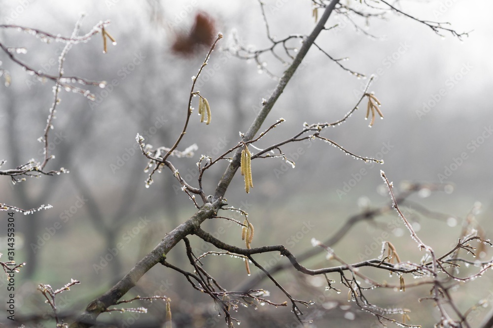 Hazelnut Bush In Winter