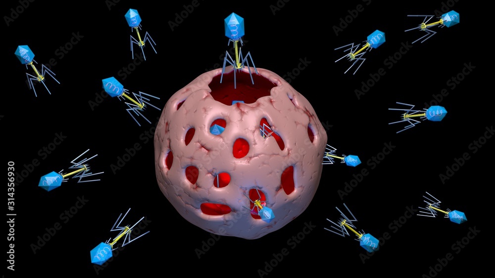 Phage therapy : viruses exiting bacteria , cell. Infected bacterium ...