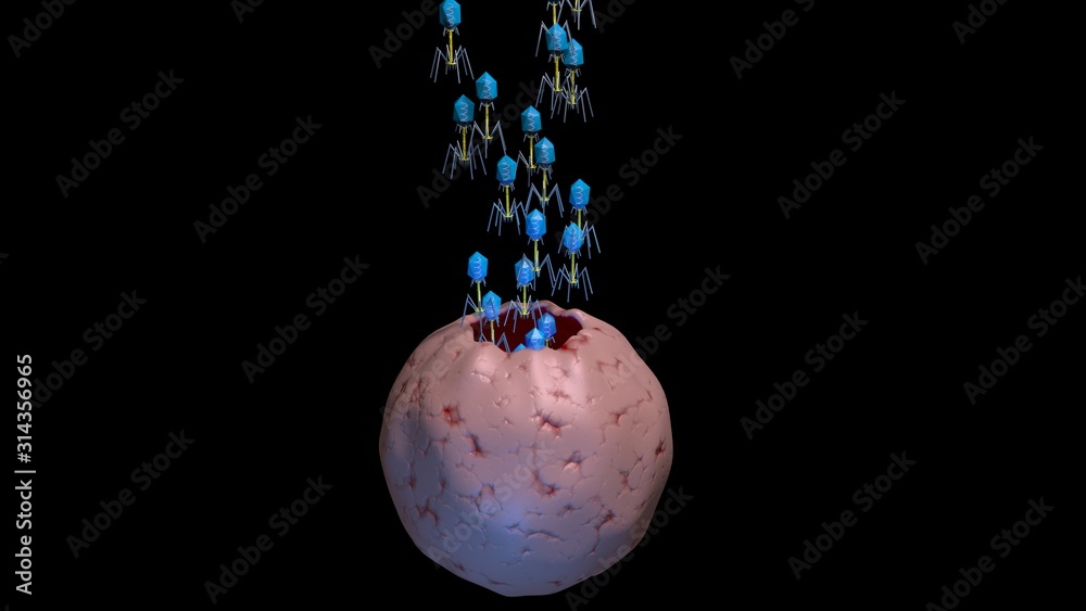 Phage therapy : viruses exiting bacteria , cell. Infected bacterium ...