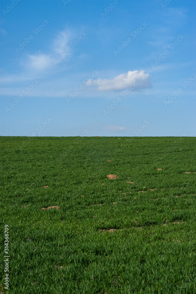 Background of fresh grasses meadow and blue sky with a small cloud ...