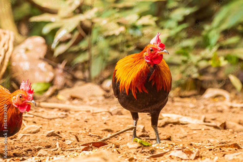 The Red Junglefowl (Gallus gallus) is thought to be the ancestor of the domestic chicken. The ...