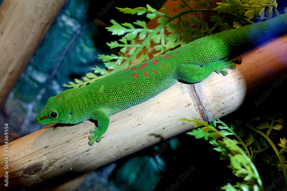 Foto de The gold-dust day gecko (Phelsuma laticauda) one of the world ...