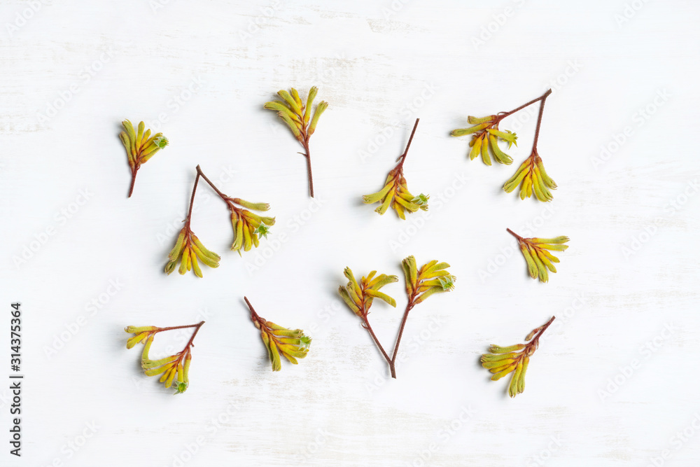 Australian native yellow Kangaroo paw, photographed from above on a ...