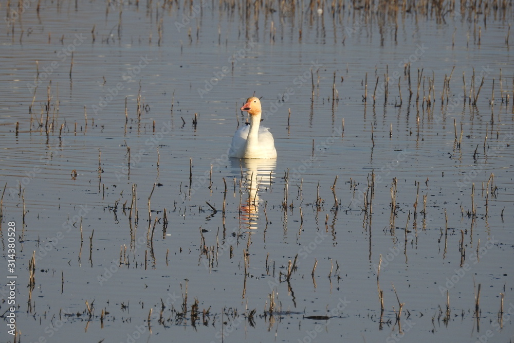 Snow goose swimming around in the wetland, waters of the Colusa ...