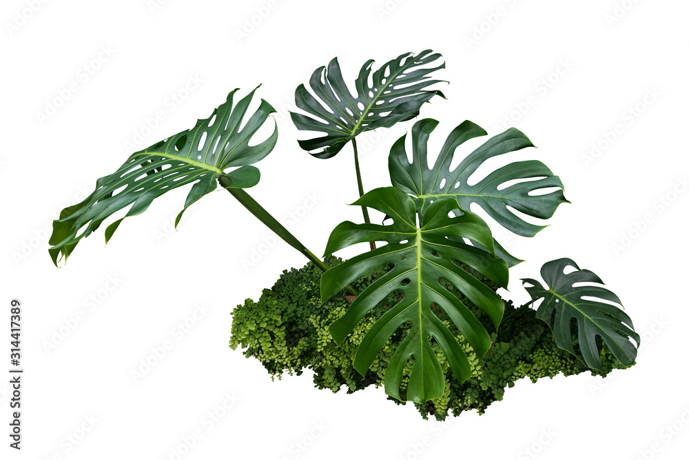 monstera jungle leave plant isolated include clipping path on white ...