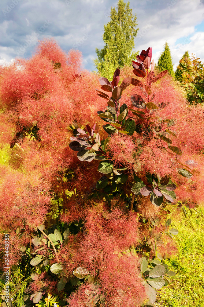 Scumpia - the original tall shrub or low tree of the sumac family ...