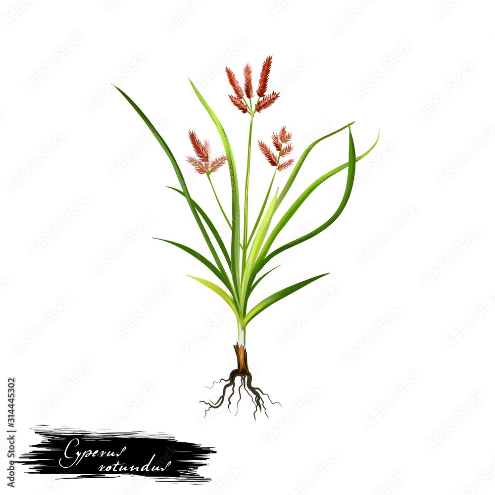 Nagarmotha - Cyperus rotundus ayurvedic herb, flower. digital art ...