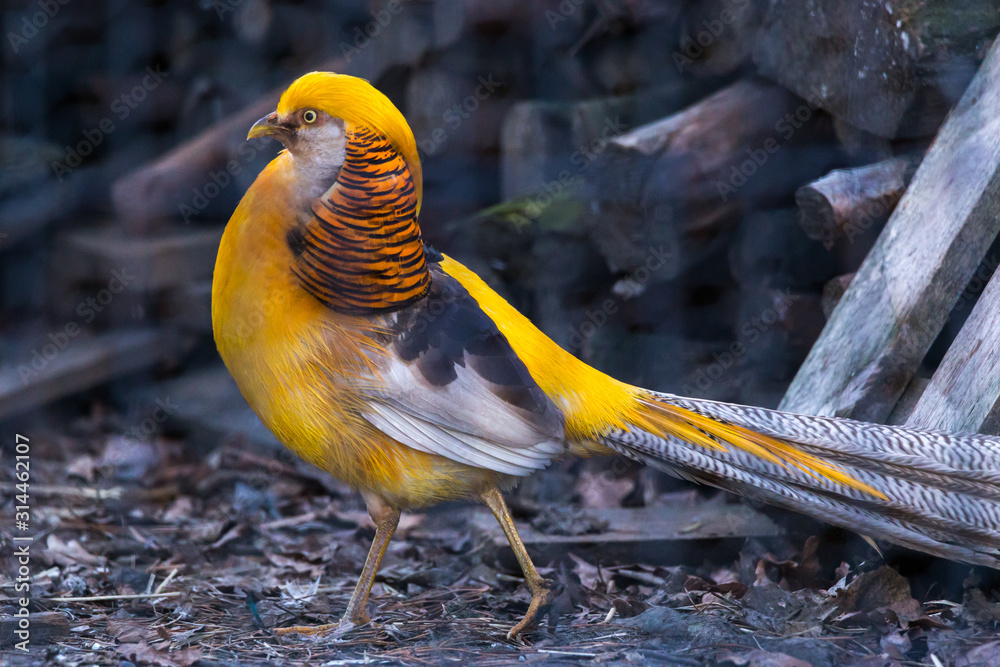 Yellow Golden Pheasants