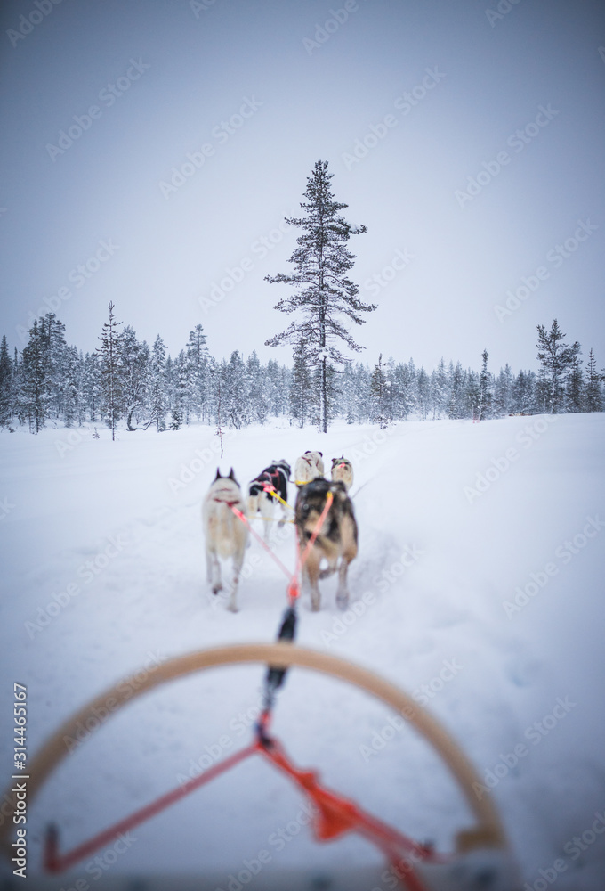 Huskey sled ride through lapland finland with lots of white snow rough ...