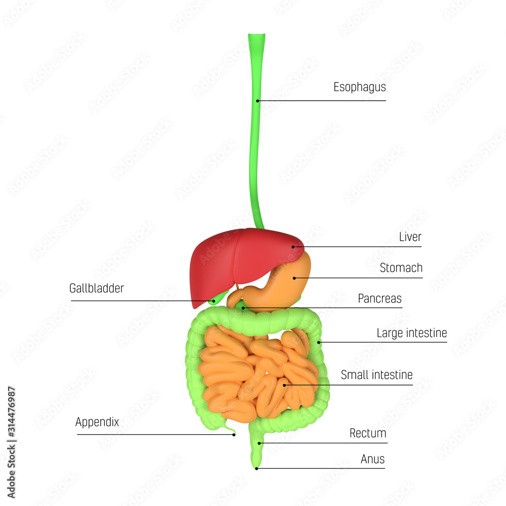 Liver And Pancreas Diagram