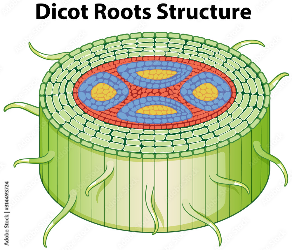 Diagram showing dicot roots structure Stock Vector | Adobe Stock
