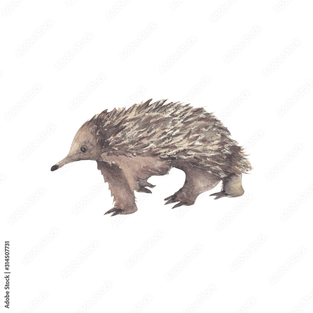 Watercolor illustration animal of Australia, echidna. Stock ...