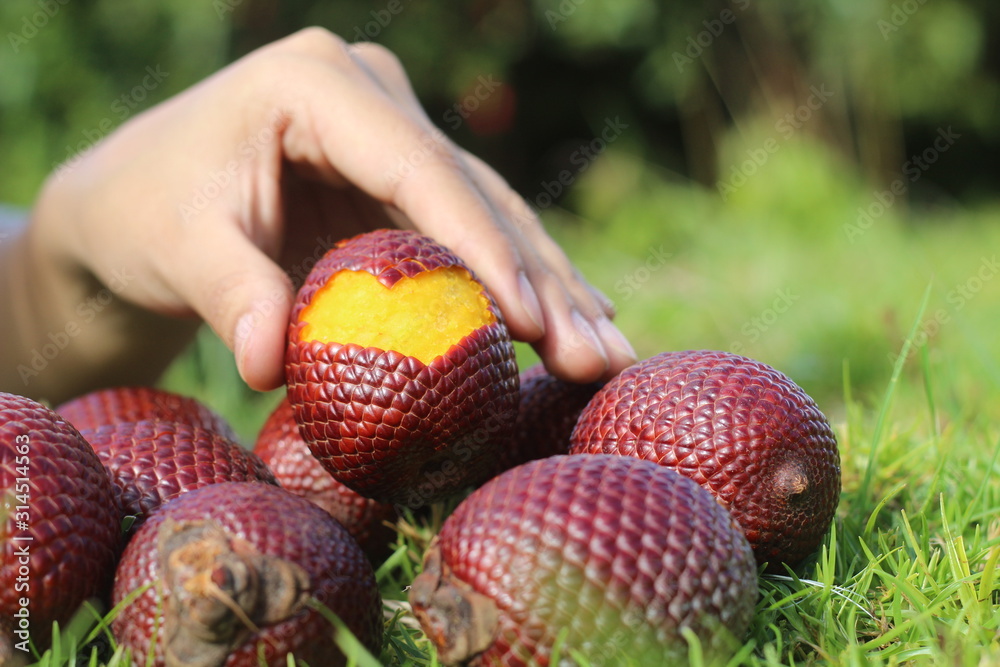 producción de aguaje en Perú Stock Photo | Adobe Stock