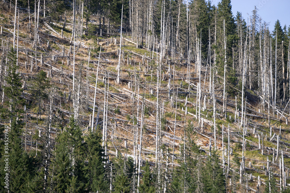 Dead trees in the forest. This photograph depicts drought and climate ...