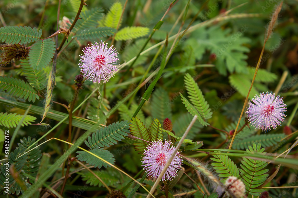 Mimosa pudica flower from Masinagudi, Mudumalai National Park, Tamil ...