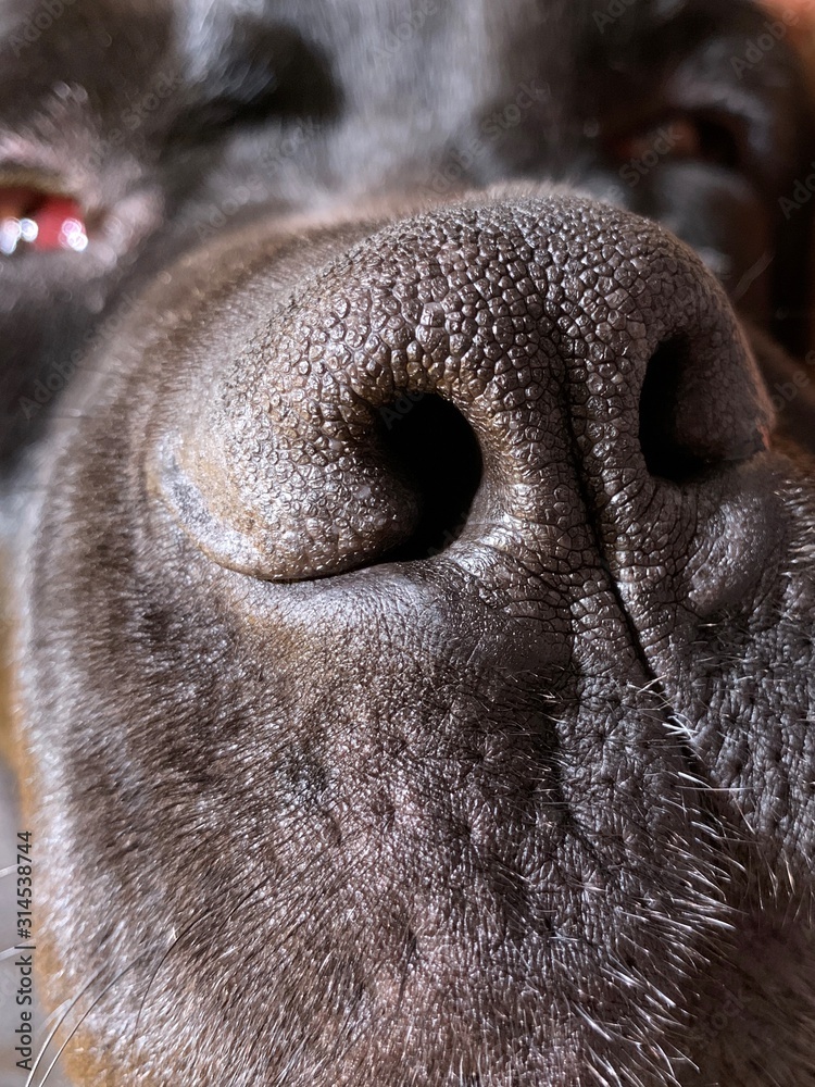 Tip of the nose of a black dog, closeup. Large nostrils of the pet ...