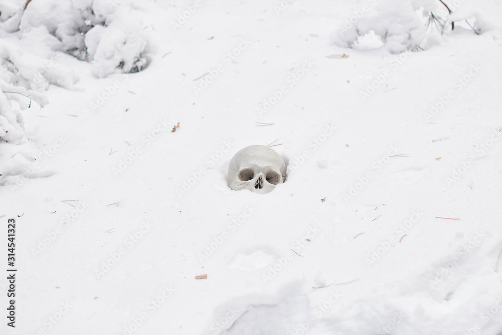 the human skull lies in the snow Stock Photo | Adobe Stock
