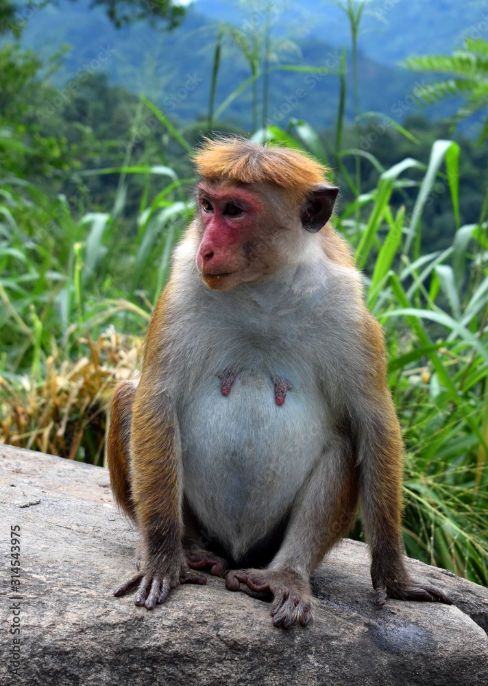 The toque macaque is a reddish-brown-coloured Old World monkey endemic ...