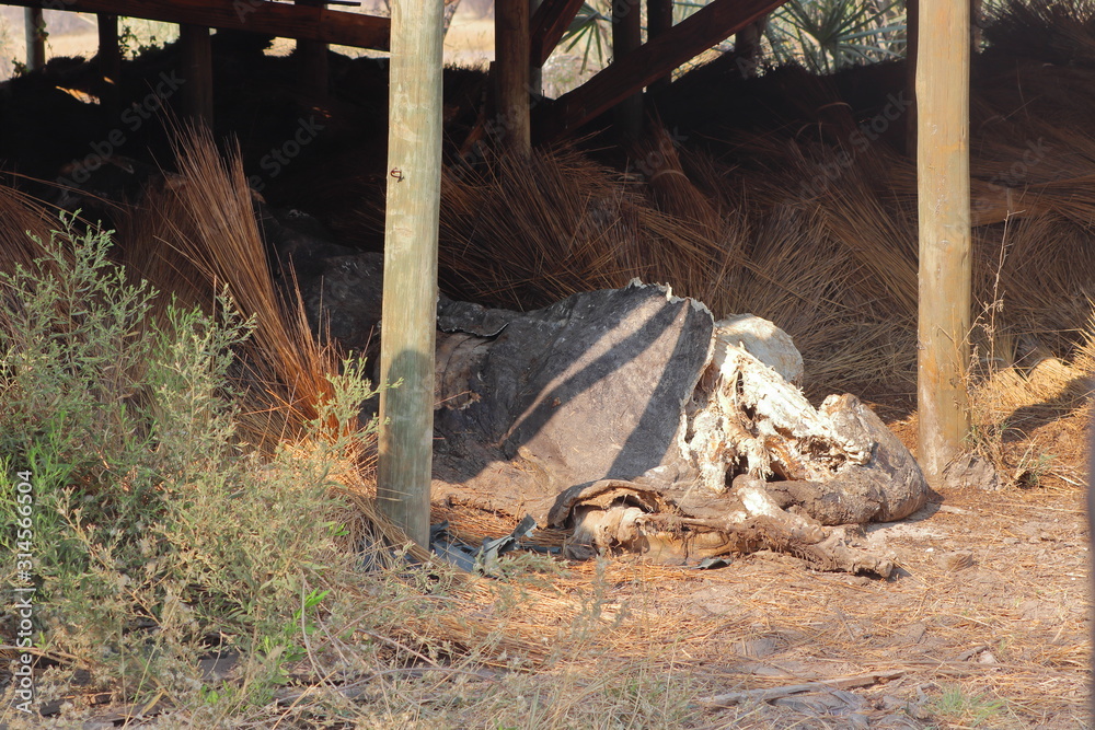Dead rhino lying in okavango delta in Botswana. Travelling in summer ...