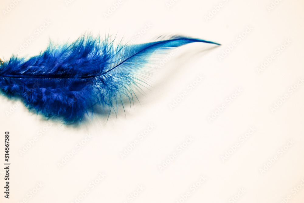 Beautiful blue feather isolated on white background. Design for banners ...