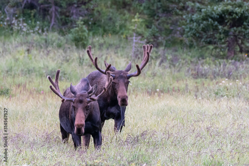Shiras Moose in Colorado. Shiras are the smallest species of Moose in ...