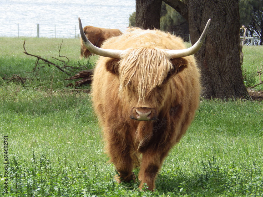 highland cow with brown long hair and symmetry horns walking on the ...