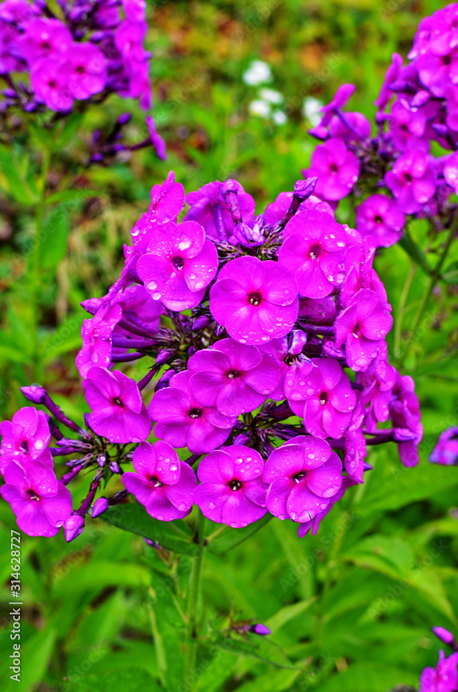 Phlox paniculata, garden phlox flower, perennial phlox Stock Photo ...