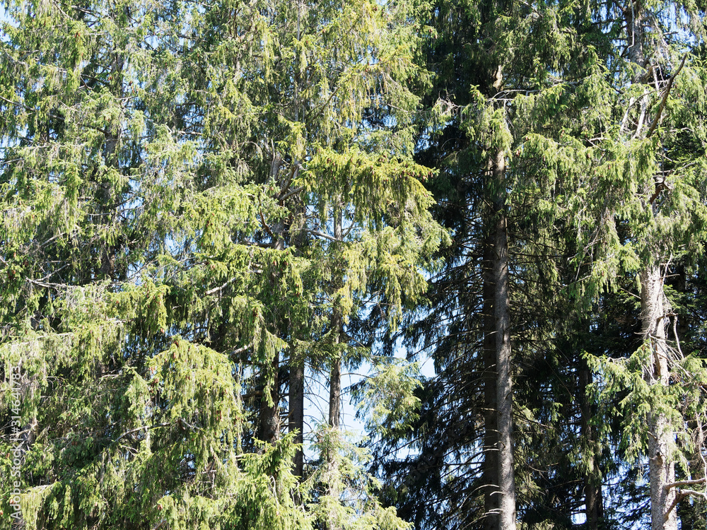 Weiß-Tanne (Abies alba) oder Weißtanne mit gerade und zylindrische ...