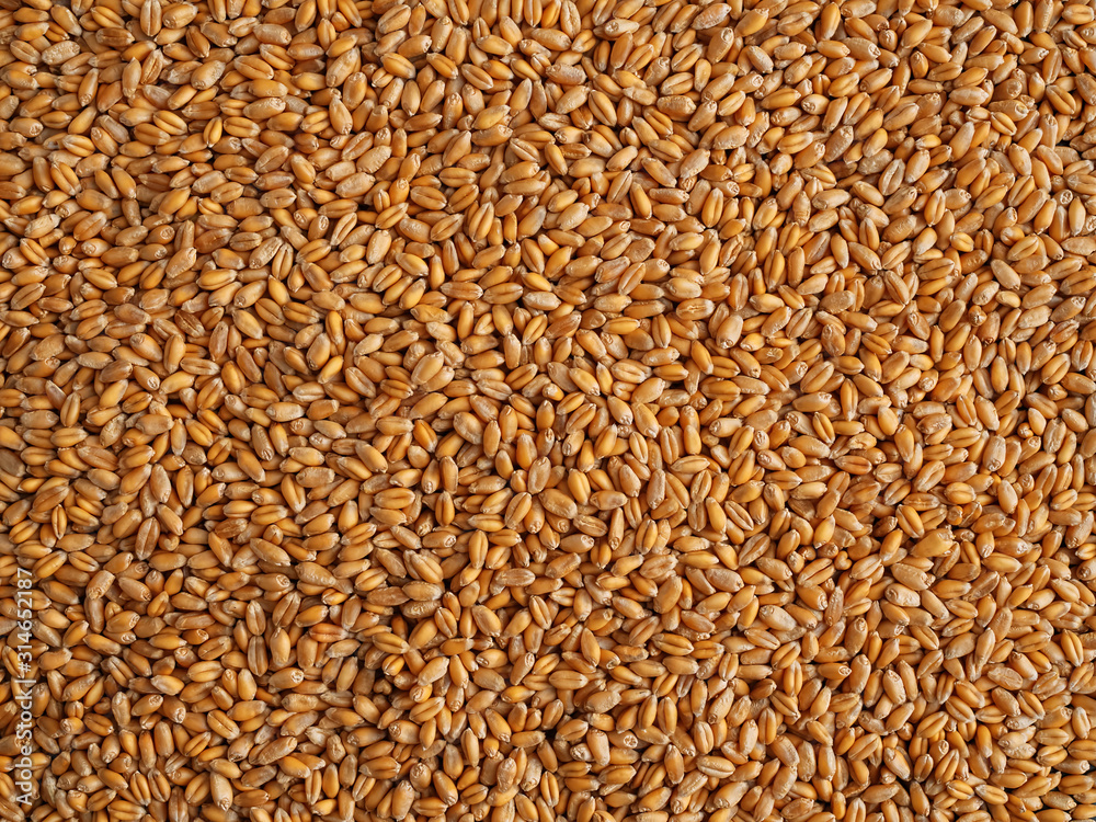 Grains of wheat spread on the surface. Top view, natural background ...