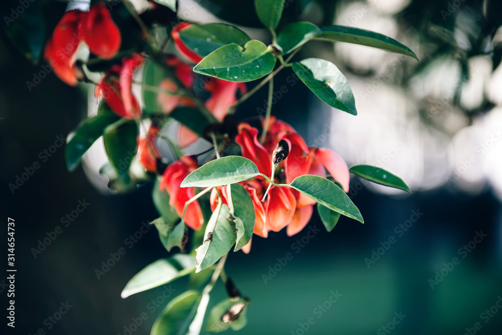 Ceibo Flower (National flower of Argentina) Stock Photo | Adobe Stock