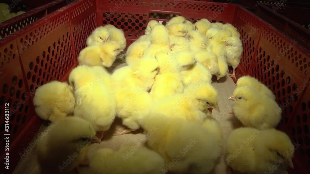 Conveyor line of agro-industrial hatchery. Baby chicks just coming out ...