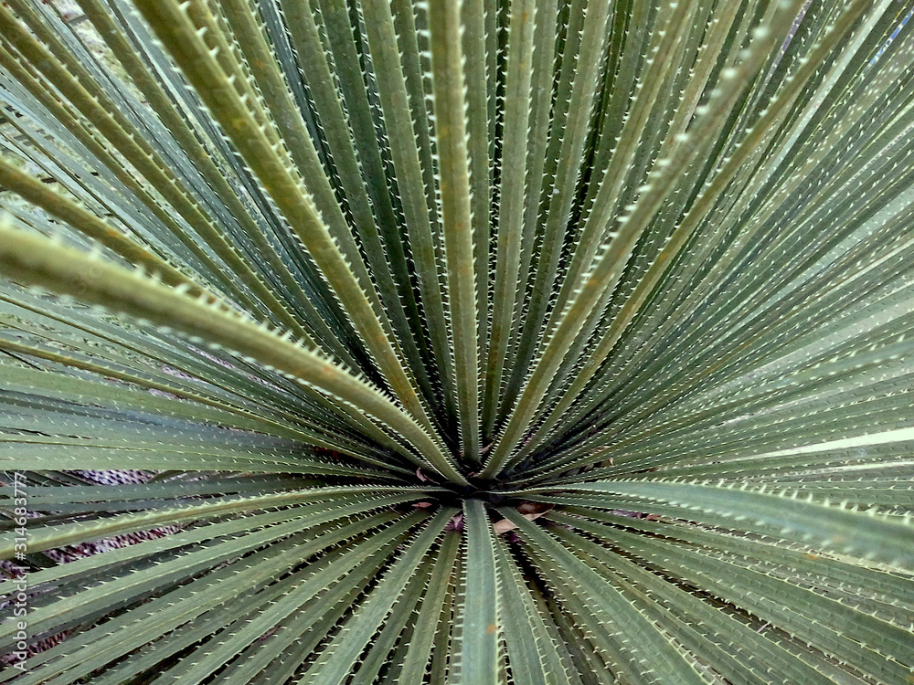 Plants display many variable shapes, sizes and flowers as this ...