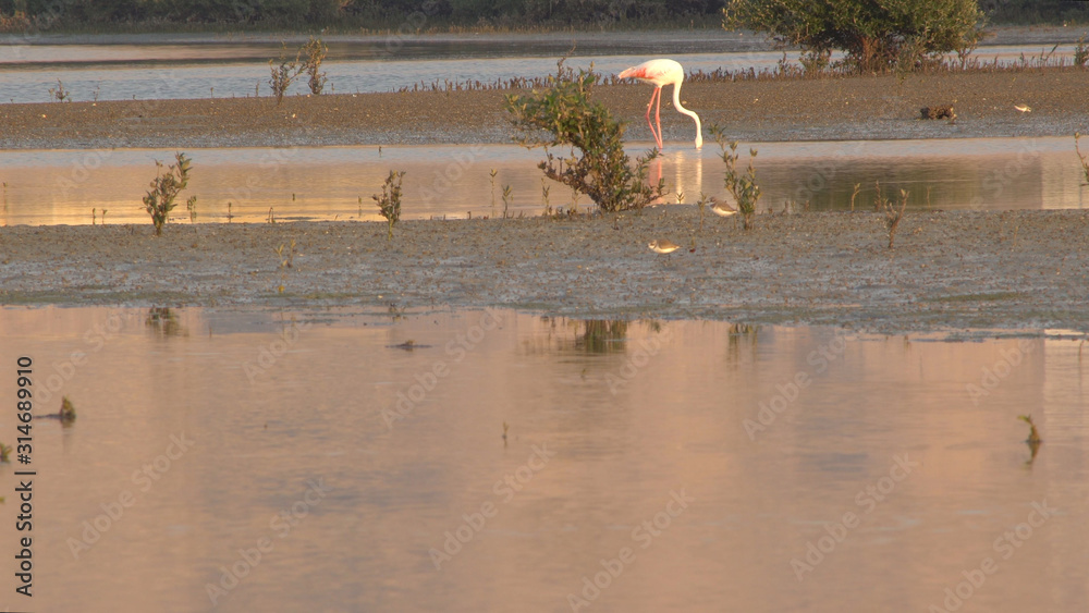 Foto de beautiful flamingo bird with reflections at ras al Khaimah ...
