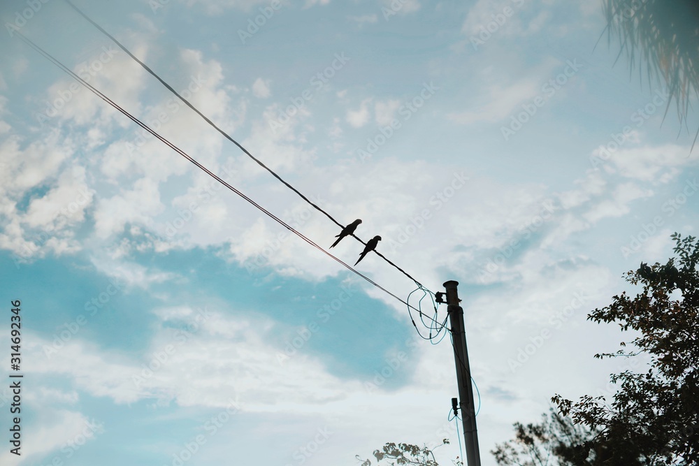 Passarinhos no fio em poste de energia Stock Photo | Adobe Stock